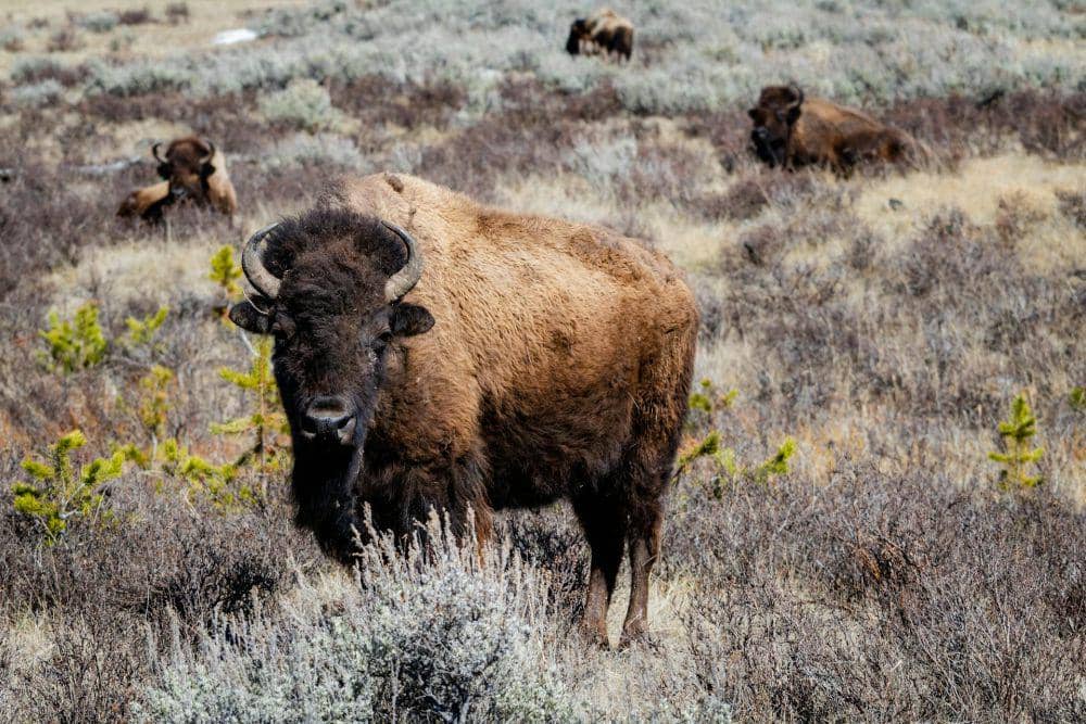 7 Fakta Menarik Bison Amerika, Hewan Besar yang Mampu Melomp | IDN Times