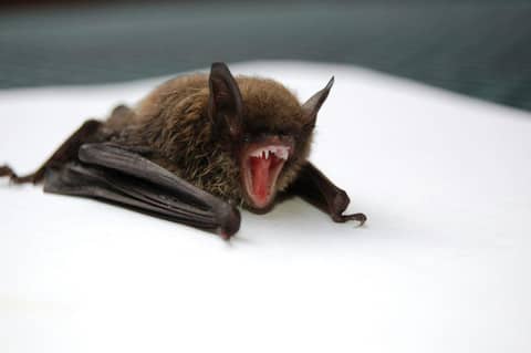 4 Hewan dengan Pola Hibernasi yang Rumit di Habitatnya | IDN Times