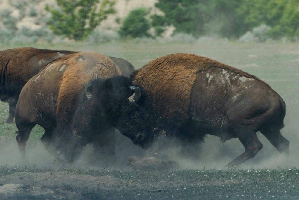 7 Fakta Menarik Bison Amerika, Hewan Besar yang Mampu Melomp | IDN Times