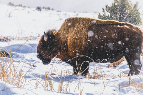 7 Fakta Menarik Bison Amerika, Hewan Besar yang Mampu Melomp | IDN Times