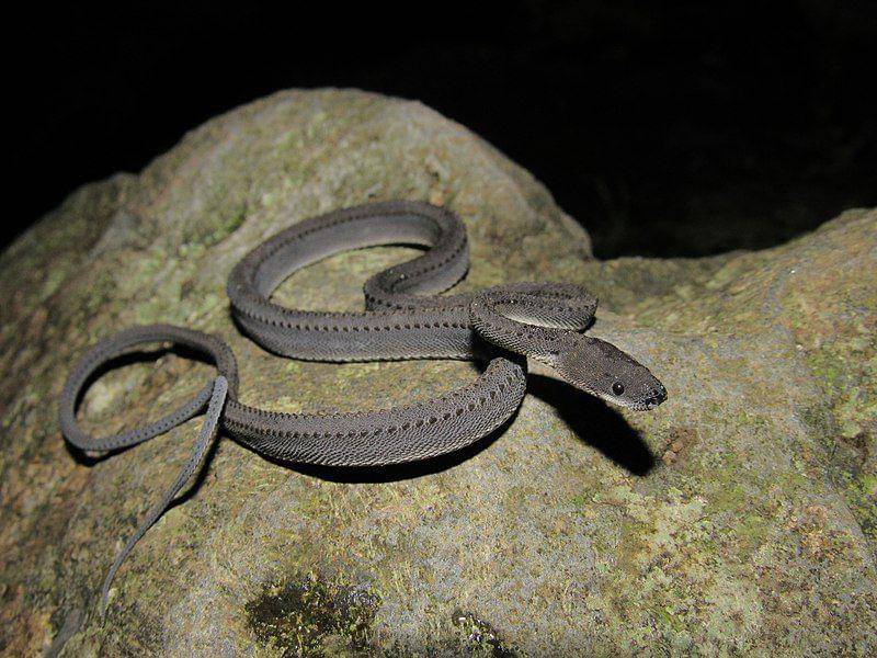 5 Fakta Ular Naga Jawa, Reptil dengan Tubuh yang Tak Biasa | IDN Times