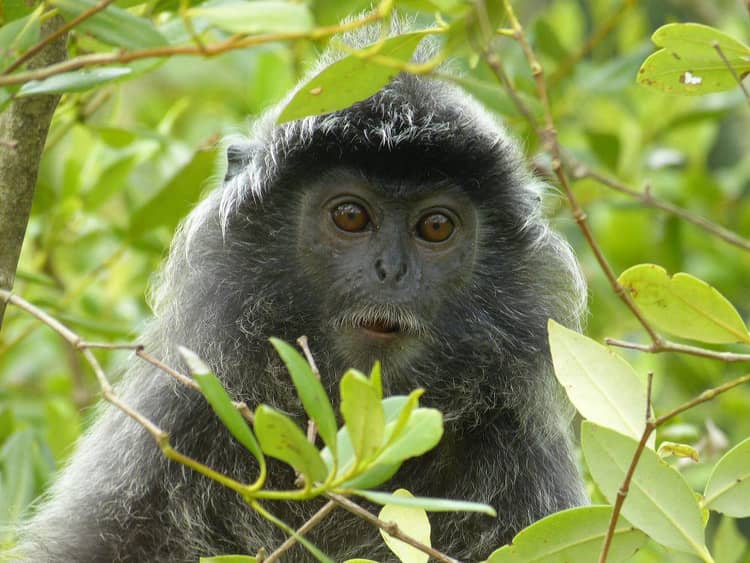 5 Fakta Lutung Kelabu, si Pendiam yang Suka Makan Daun Muda | IDN Times