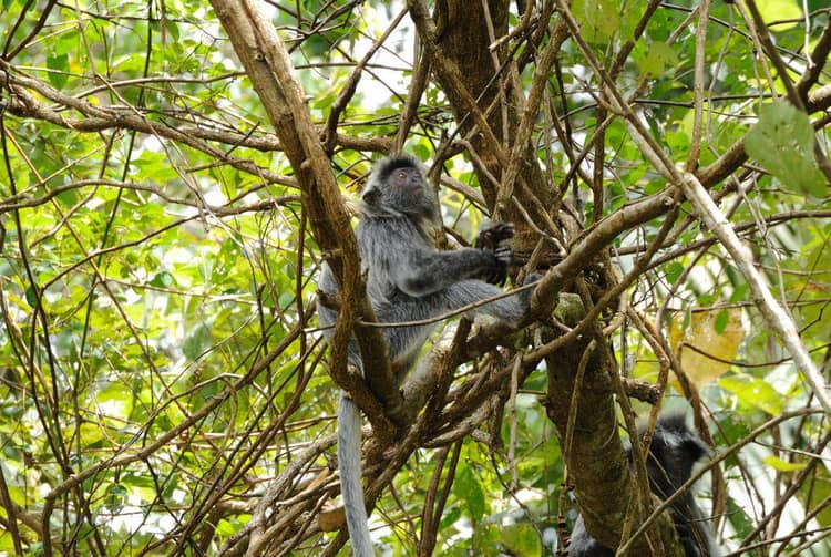 5 Fakta Lutung Kelabu, si Pendiam yang Suka Makan Daun Muda | IDN Times