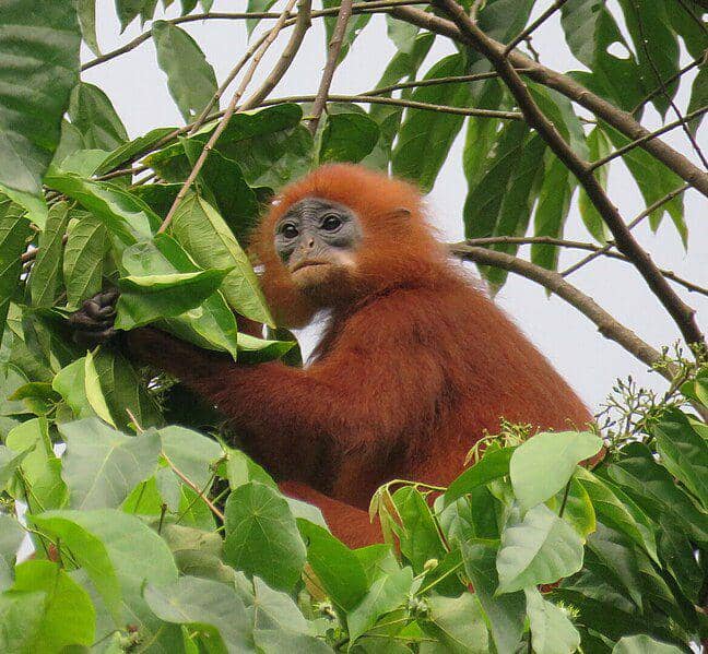 6 Fakta Lutung Merah, Primata yang Makanannya Bergantung pad | IDN Times