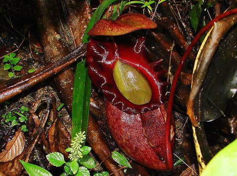 7 Fakta Unik Kantong Semar, Banyak Hidup di Kalimantan | IDN Times