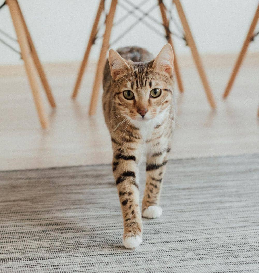 Kucing 101: Asal-usul Pola Mujair 'Tabby' pada Kucing | IDN Times