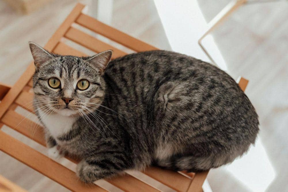 Kucing 101: Asal-usul Pola Mujair 'Tabby' pada Kucing | IDN Times