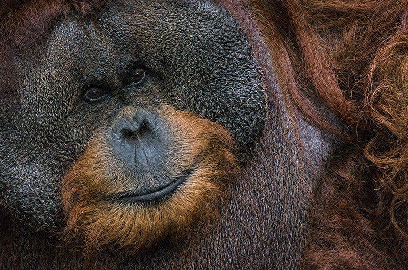 7 Spesies Primata Endemik Kalimantan, Ada Pandai Berenang | IDN Times ...