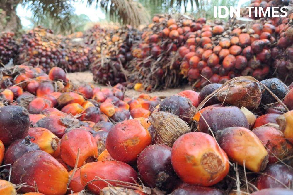 Harga Referensi CPO Turun, Biji Kakao Naik di Juni 2025 | IDN Times