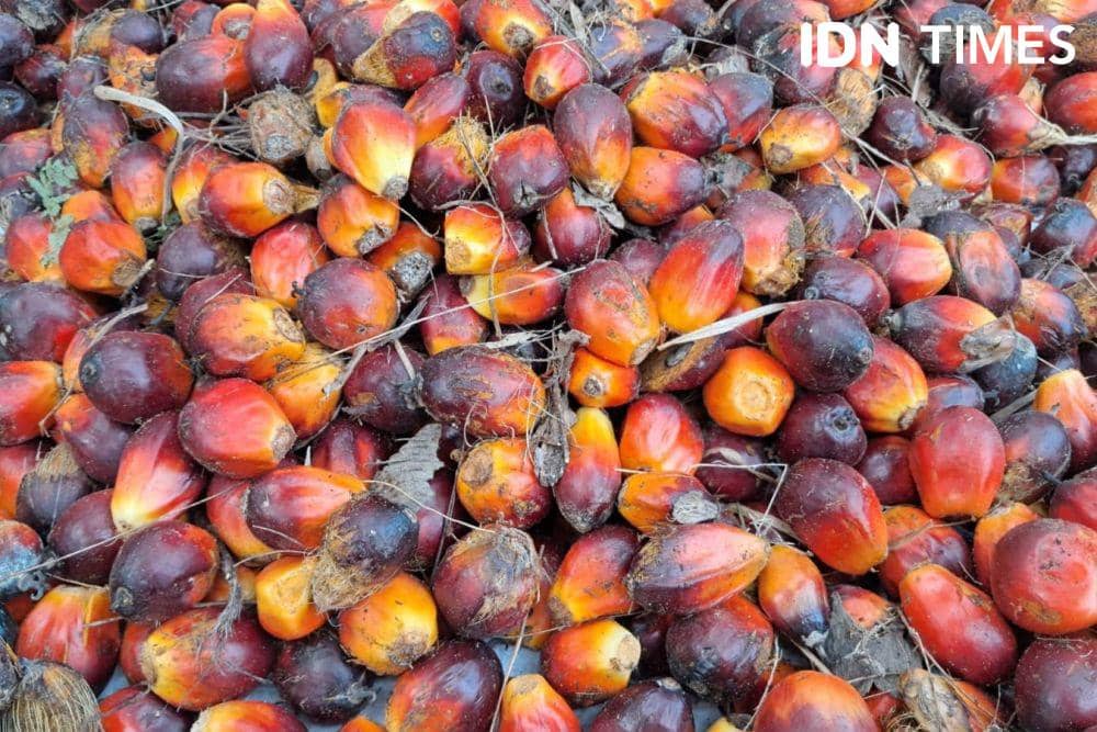 Harga Referensi CPO Turun, Biji Kakao Naik di Juni 2025 | IDN Times