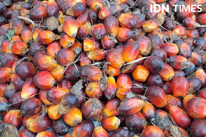 Harga Referensi CPO Turun, Biji Kakao Naik di Juni 2025 | IDN Times