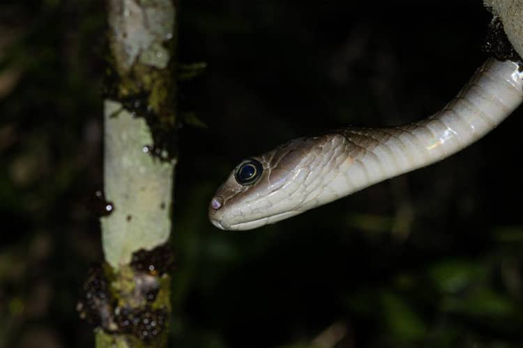 5 Fakta Unik Ular King Koros, si Hitam yang Dijuluki Raja Ul | IDN Times