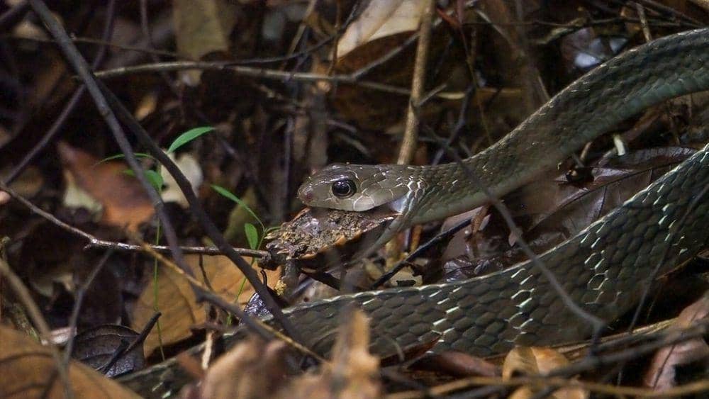 5 Fakta Unik Ular King Koros, si Hitam yang Dijuluki Raja Ul | IDN Times