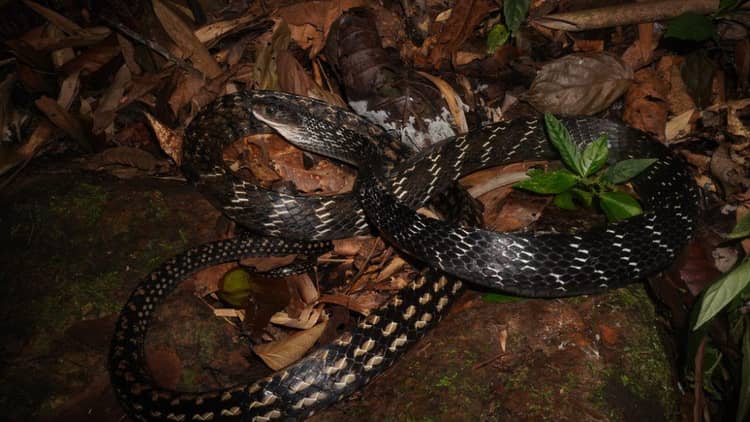 5 Fakta Unik Ular King Koros, si Hitam yang Dijuluki Raja Ul | IDN Times