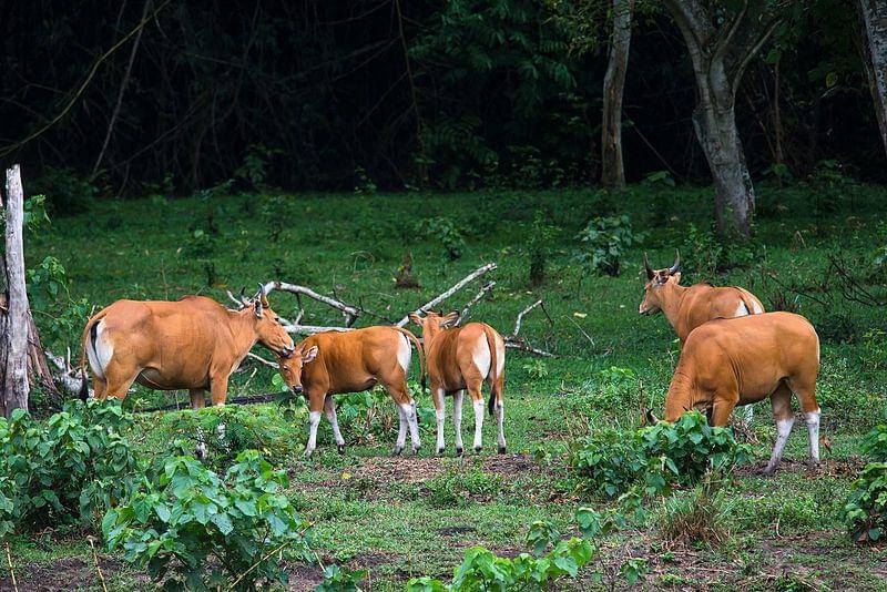 6 Fakta Banteng Jawa, Sapi Liar Endemik Jawa yang Terancam P | IDN Times
