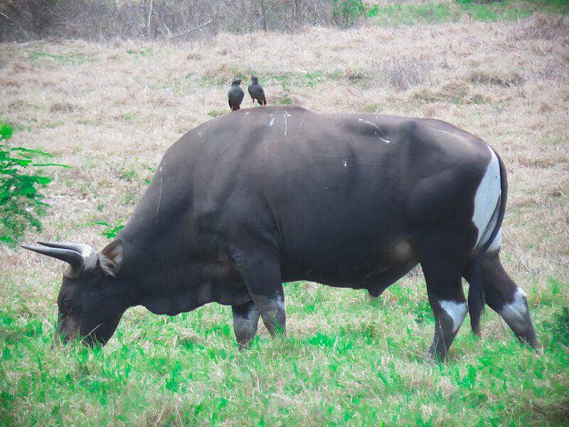 6 Fakta Banteng Jawa, Sapi Liar Endemik Jawa yang Terancam P | IDN Times