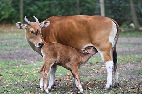 6 Fakta Banteng Jawa, Sapi Liar Endemik Jawa yang Terancam P | IDN Times