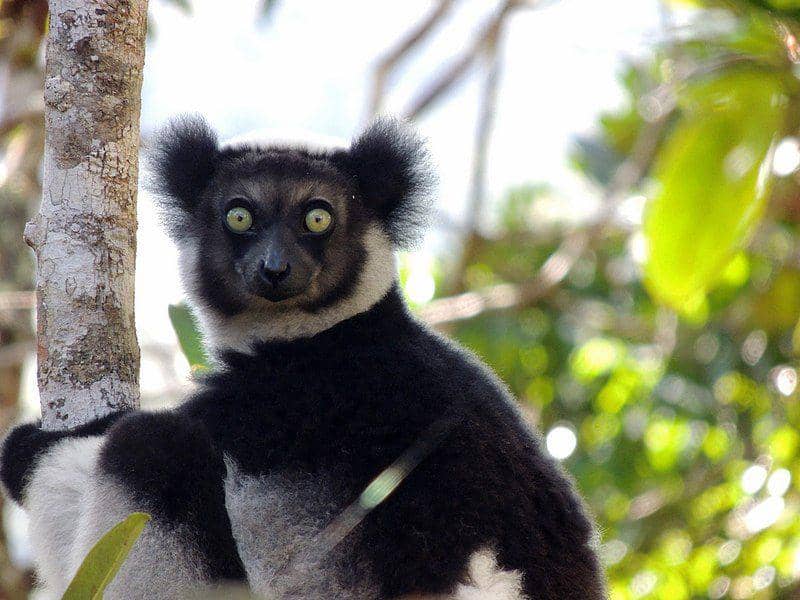 6 Fakta Menarik Indri, Lemur Terbesar di Dunia Endemik Madag | IDN Times