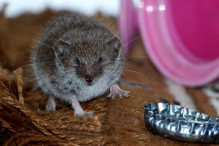 6 Fakta Unik Celurut, Hewan Mirip Tikus yang Sama Sekali Buk | IDN Times
