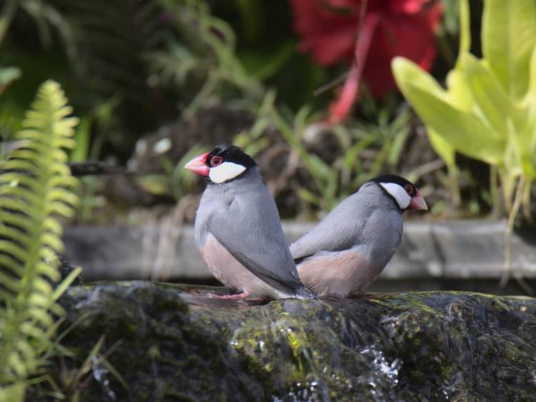 6 Fakta Unik Gelatik Jawa, Dulu Dianggap Hama Sekarang Teran | IDN Times