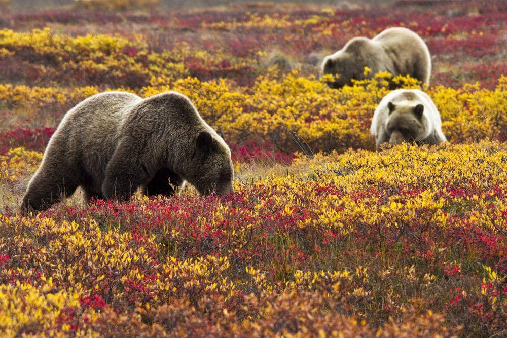 6 Fakta Menarik Beruang Grizzly, Predator dengan Gigitan Mem | IDN Times