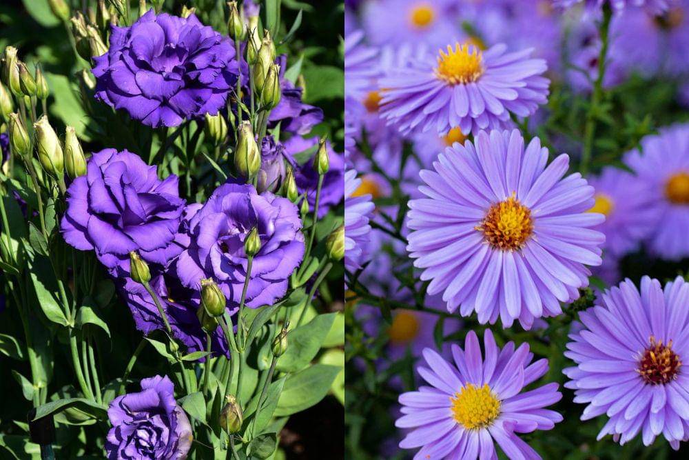 10 Rekomendasi Bunga Warna Ungu, Cantik untuk Kebun Kamu | IDN Times Jateng