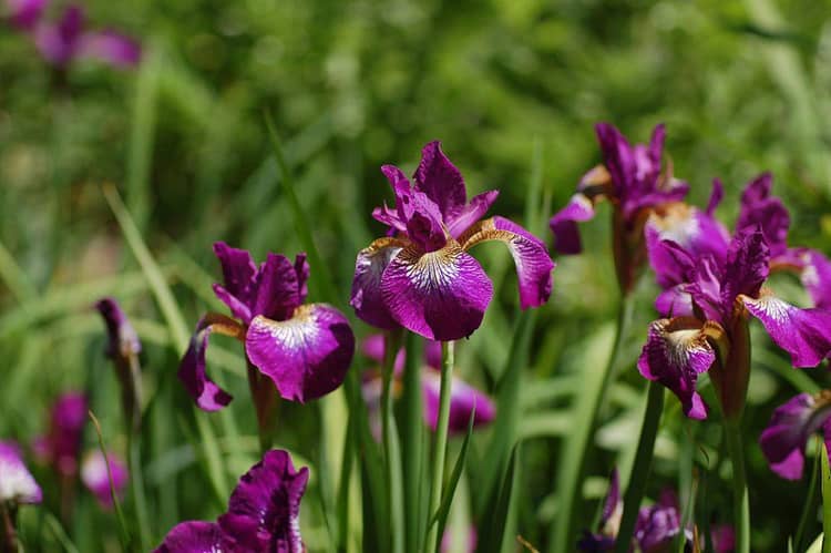 10 Rekomendasi Bunga Warna Ungu, Cantik untuk Kebun Kamu | IDN Times Jateng