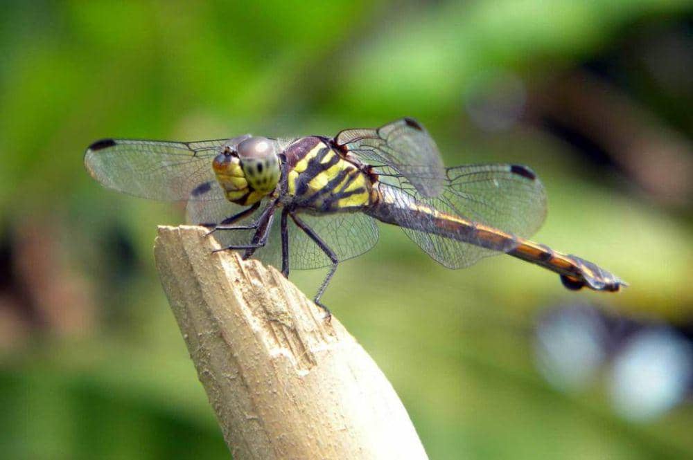 5 Spesies Capung yang Ada di Pulau Jawa | IDN Times