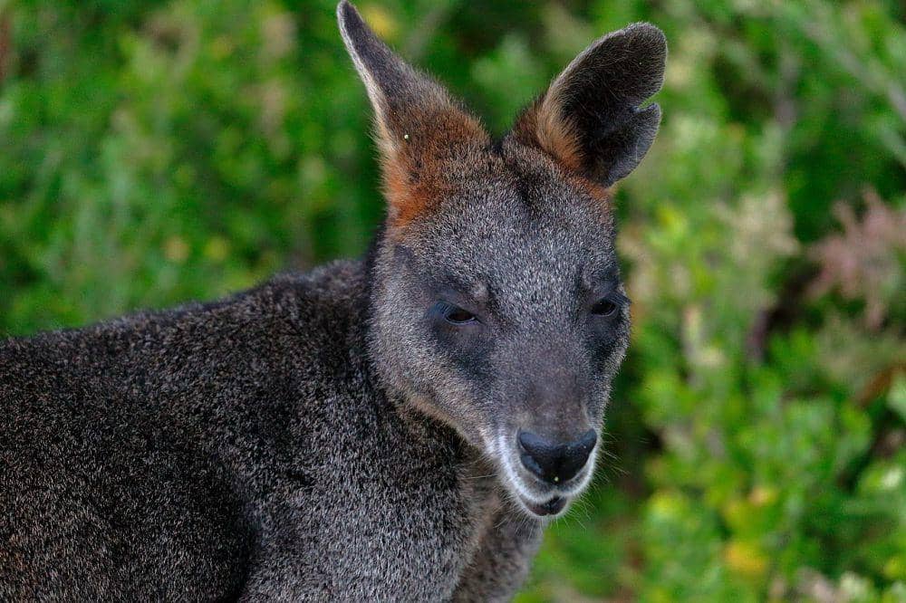 5 Fakta Wallaby, Spesies Mirip Kanguru Tangguh Melawan Preda | IDN Times