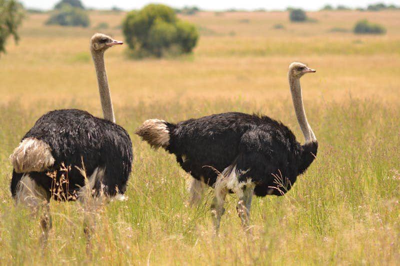 5 Fakta Burung Unta yang Jarang Diketahui, Penglihatannya Tajam! | IDN ...