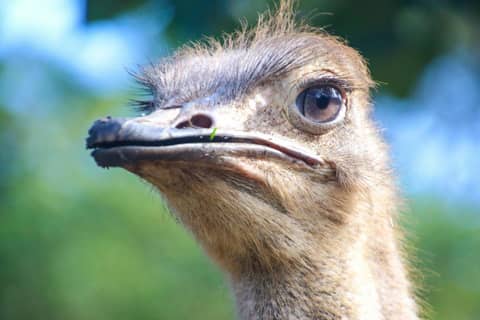 5 Fakta Burung Unta yang Jarang Diketahui, Penglihatannya Tajam! | IDN ...