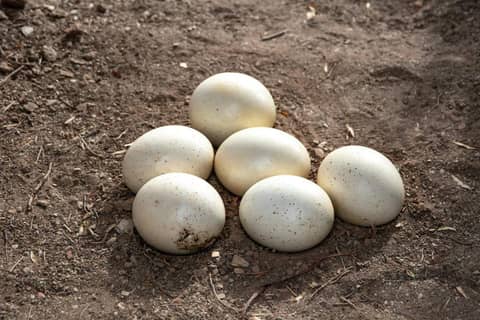 5 Fakta Burung Unta yang Jarang Diketahui, Penglihatannya Tajam! | IDN ...