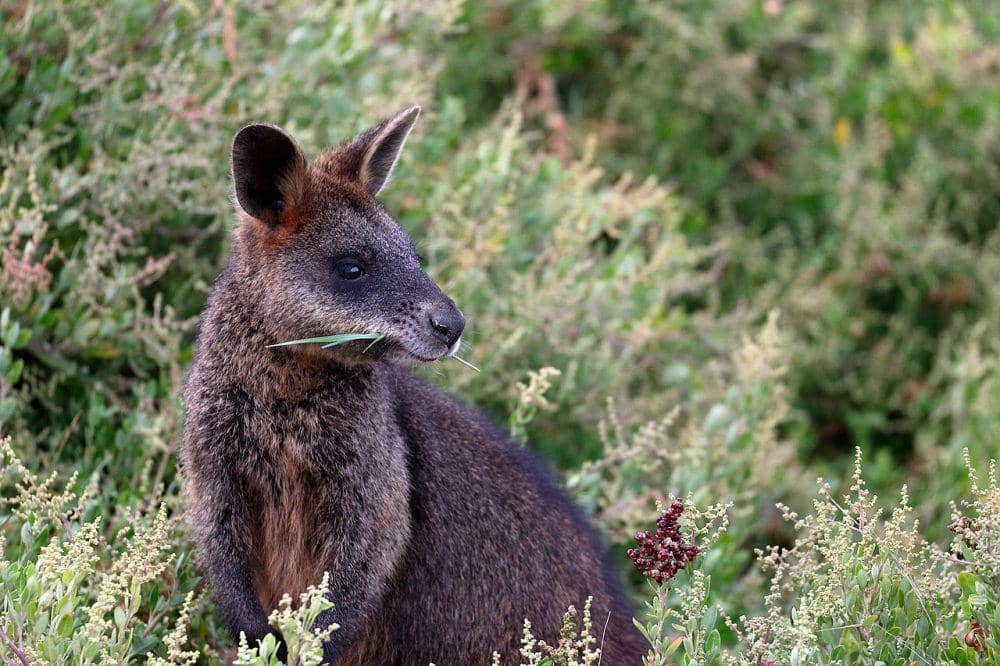 5 Fakta Wallaby, Spesies Mirip Kanguru Tangguh Melawan Preda | IDN Times