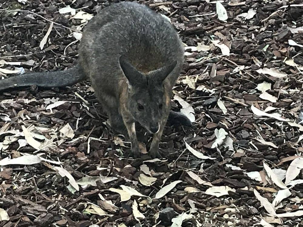 5 Fakta Wallaby, Spesies Mirip Kanguru Tangguh Melawan Preda | IDN Times