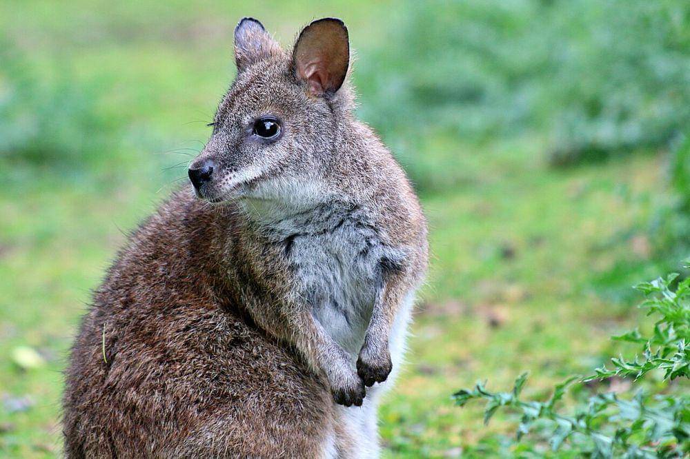5 Fakta Wallaby, Spesies Mirip Kanguru Tangguh Melawan Preda | IDN Times