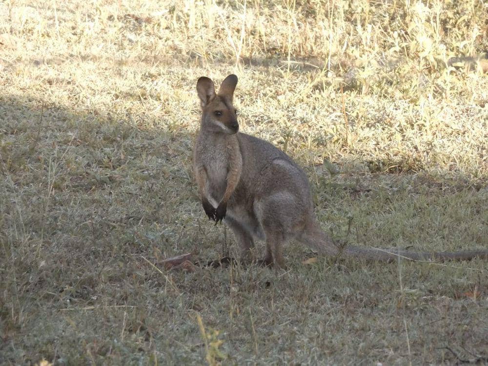 5 Fakta Wallaby, Spesies Mirip Kanguru Tangguh Melawan Preda | IDN Times