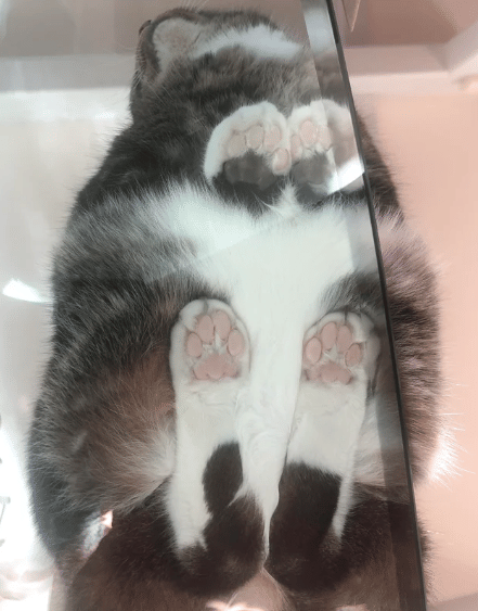 7 Foto Lucu Paw Kucing dari Balik Kaca, Kiyowo Brutal! | IDN Times