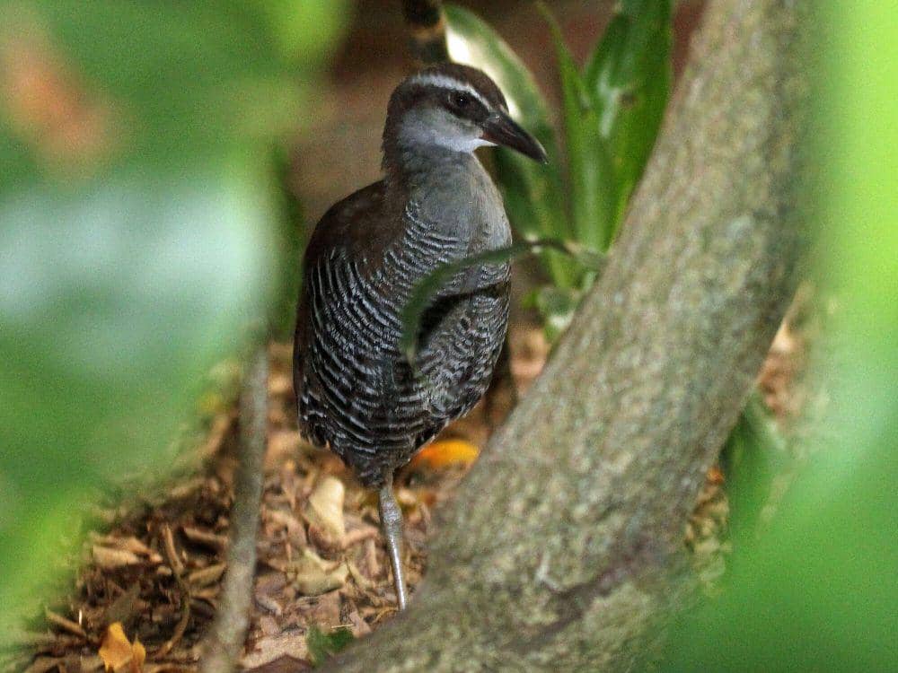 5 Fakta Menarik Guam Rail, Endemik Guam yang Pendiam | IDN Times