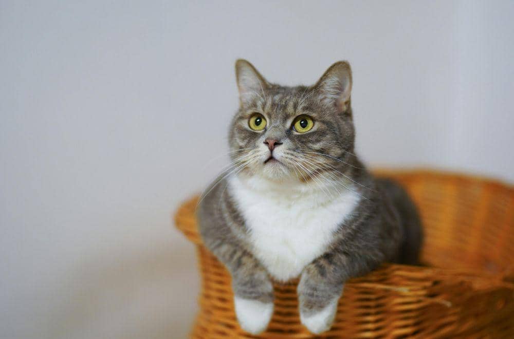 5 Channel YouTube Untukmu Pecinta Kucing, Menggemaskan! | IDN Times Sulsel