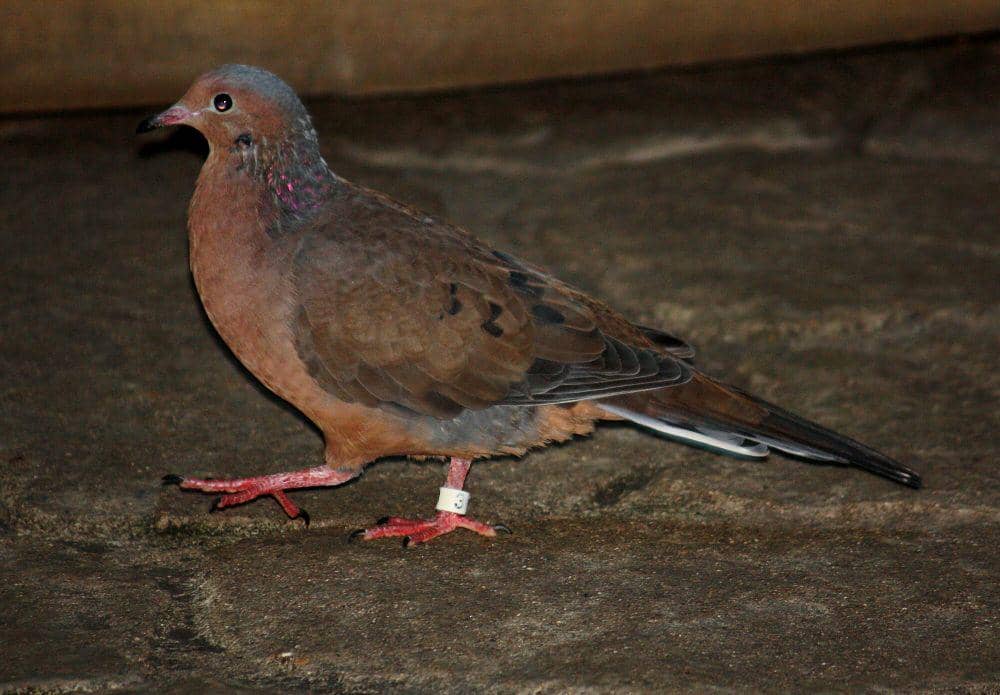 5 Fakta Menarik Socorro Dove, Telah Punah di Alam Liar! | IDN Times