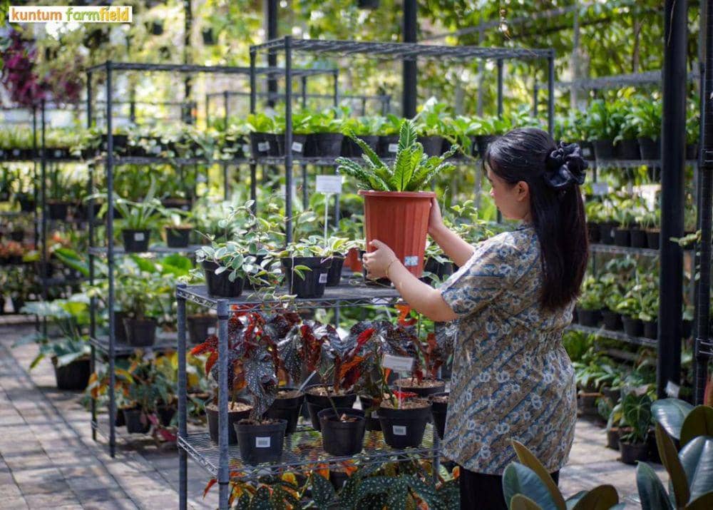 Kuntum Farmfield Bogor: Lokasi, Harga Tiket, Rute dan Tips | IDN Times