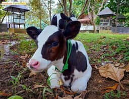 Kuntum Farmfield Bogor: Lokasi, Harga Tiket, Rute dan Tips | IDN Times
