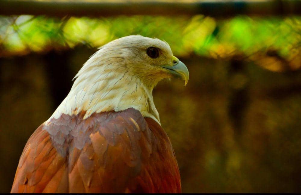 3 Perbedaan Elang dan Rajawali, Serupa tapi Tak Sama | IDN Times Jateng