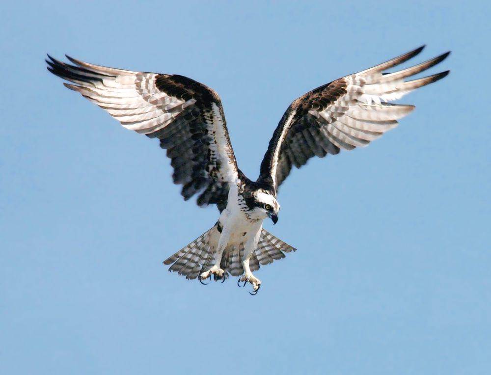 3 Perbedaan Elang dan Rajawali, Serupa tapi Tak Sama | IDN Times Jateng