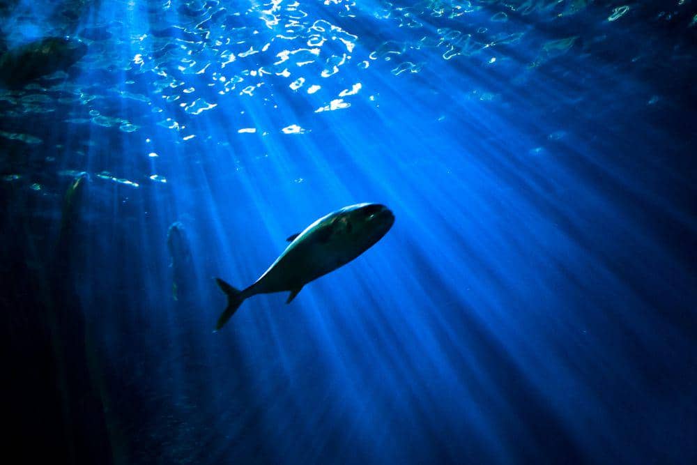 5 Fakta dari Ikan Tuna yang Jarang Diketahui, Perenang yang | IDN Times