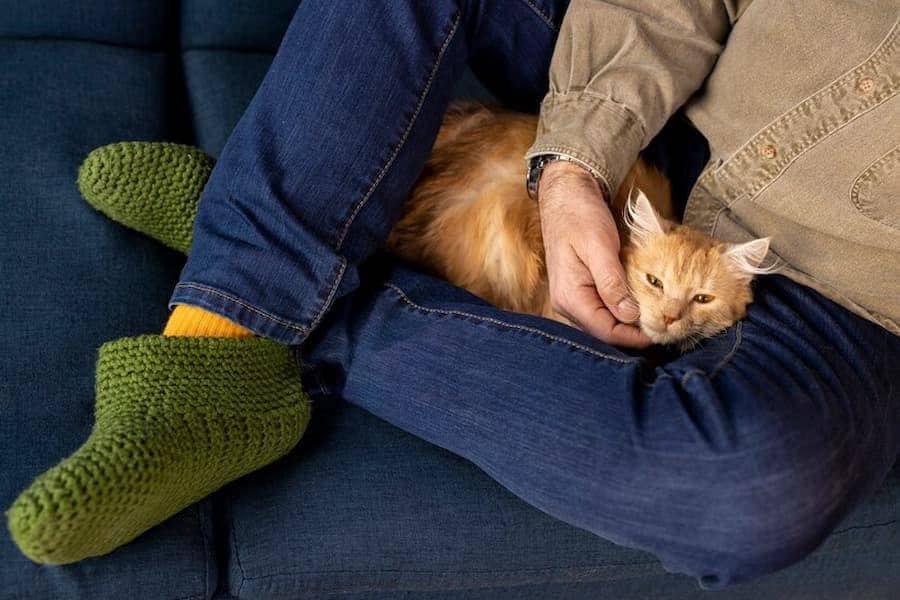Kenapa Kucing Suka Tidur di Pangkuan Kita? Ini Alasannya | IDN Times