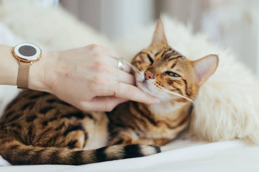 Berapa Bulan Kucing Hamil? Ini Perkiraan Jumlah Harinya | IDN Times