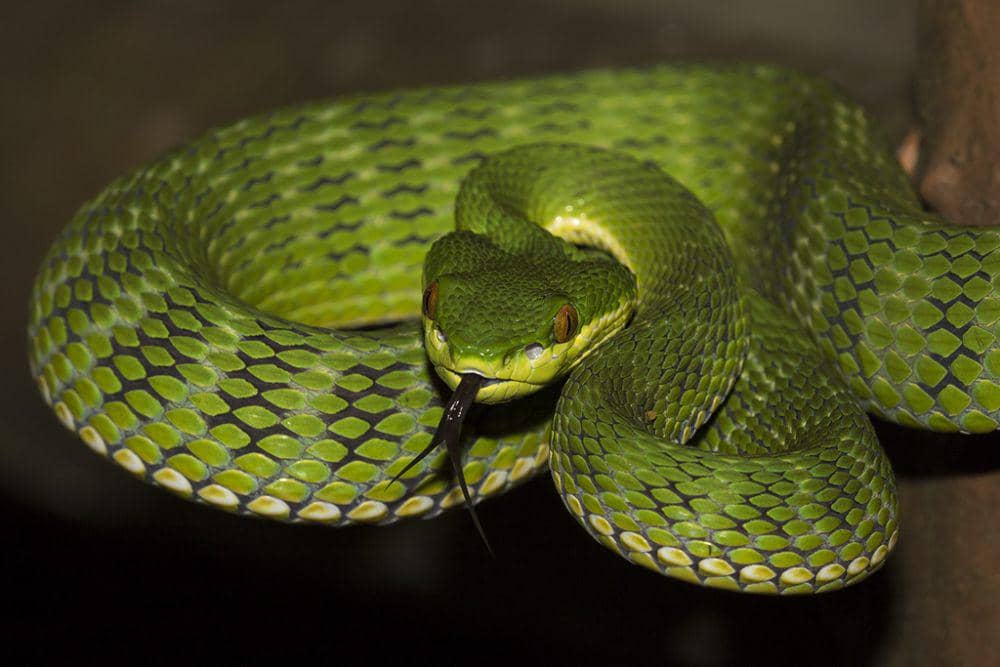 5 Spesies Ular Viper yang Ada di Pulau Jawa, Beragam Habitat | IDN ...