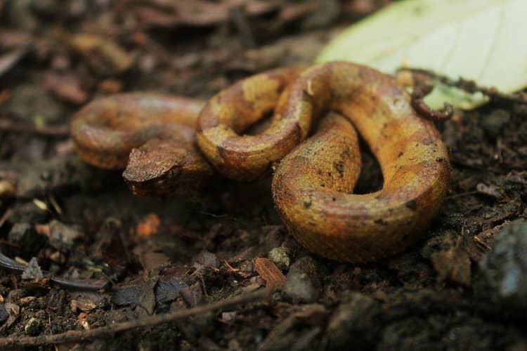 5 Spesies Ular Viper yang Ada di Pulau Jawa, Beragam Habitat | IDN ...
