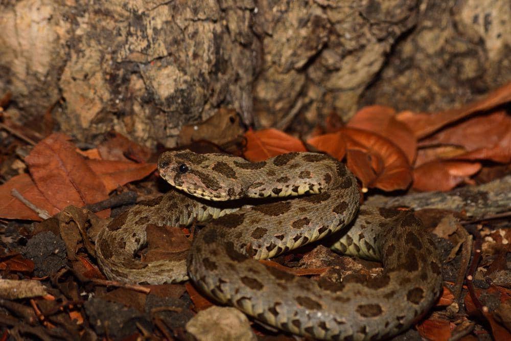 5 Spesies Ular Viper yang Ada di Pulau Jawa, Beragam Habitat | IDN ...